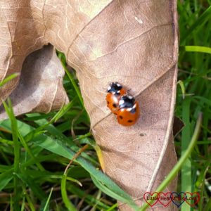 #30DaysWild - The ladybird life cycle - Little Hearts, Big Love
