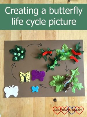 Creating a butterfly life cycle picture - Little Hearts, Big Love