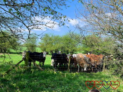 Fabulous fairies and fun at Iver Environment Centre - Little Hearts ...