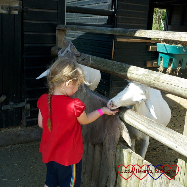 A day out at Bocketts Farm Park - Little Hearts, Big Love