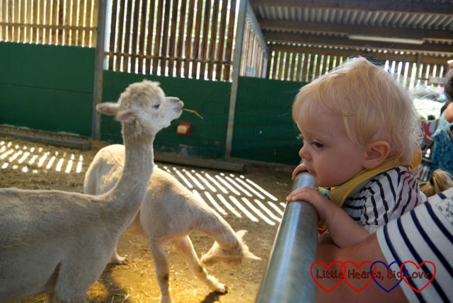 A day out at Bocketts Farm Park - Little Hearts, Big Love