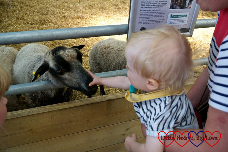 A day out at Bocketts Farm Park - Little Hearts, Big Love