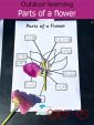 Outdoor learning: parts of a flower - Little Hearts, Big Love